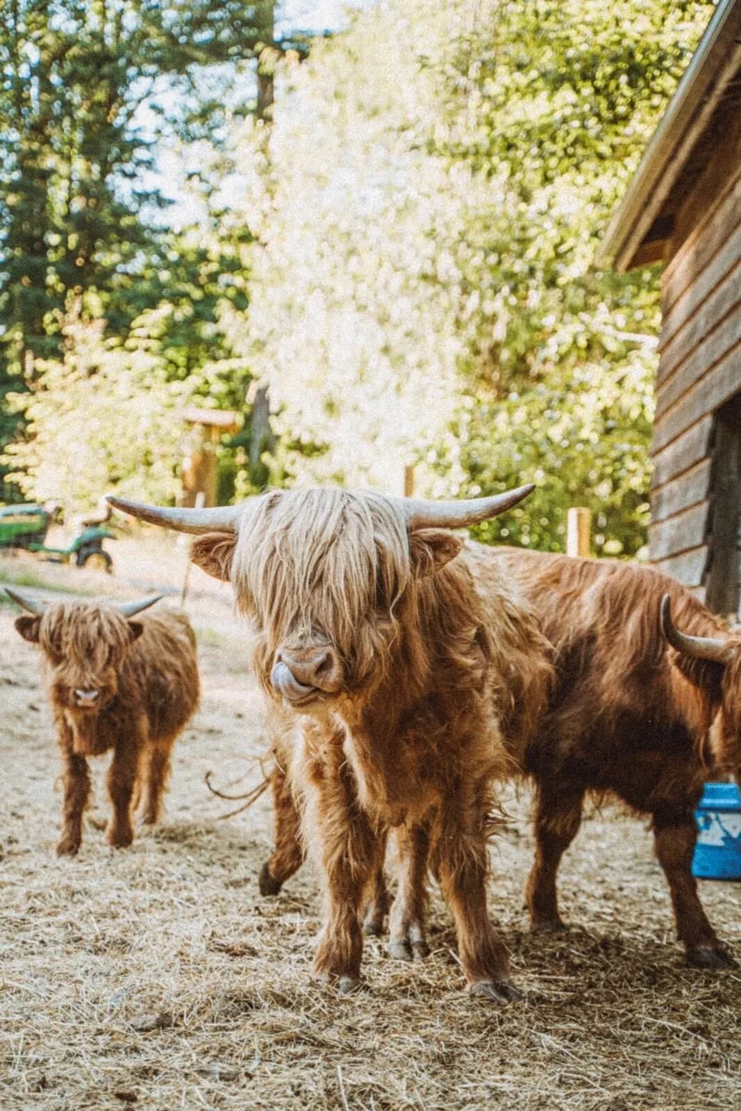 Highland Cow Farm Tours — Brightwood, Oregon | Highland Farms Oregon