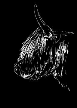 Highland Cow Farm Tours — Brightwood, Oregon | Highland Farms Oregon